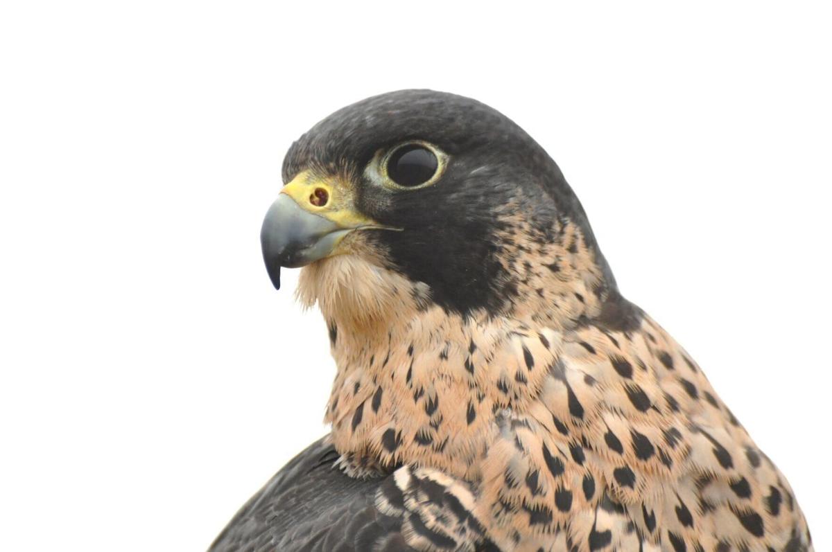 WASHBURN: Peregrine falcons face new threat in Iowa, US