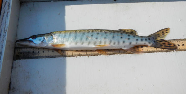 W.Va. muskie stocking goes 'advanced'