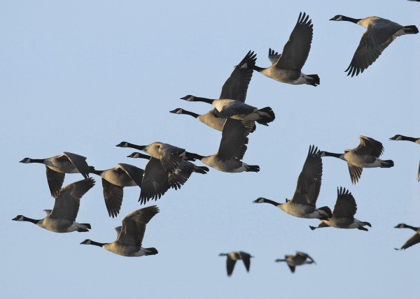 ND waterfowl hunting season opens this weekend