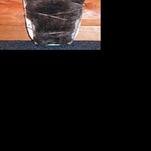 Center will sponsor art contest to mark 'Baby Pomp' birthday