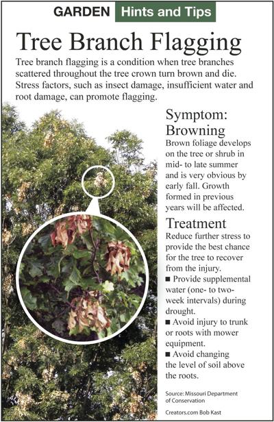 Flagging branches suggest tree is in danger