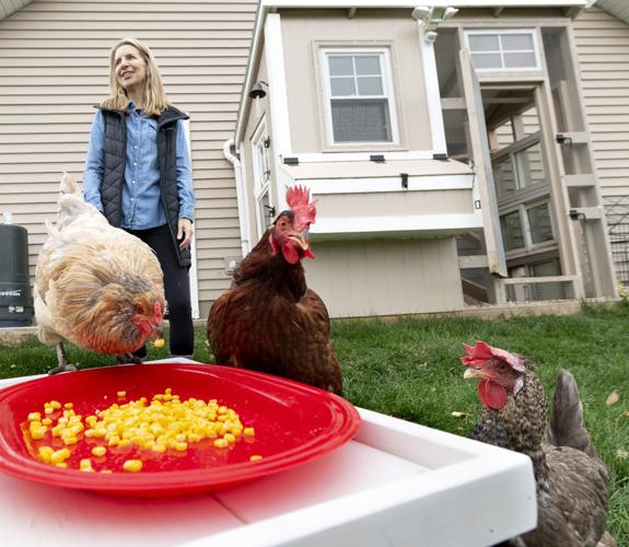 Pecking order: Sioux City woman shares home with four clucking chickens