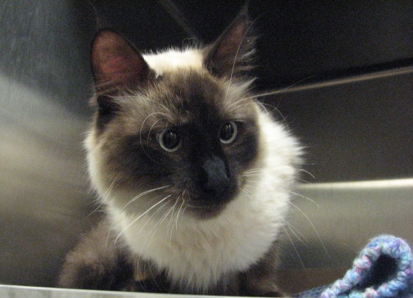 Police: Sioux City man hit cat with golf club