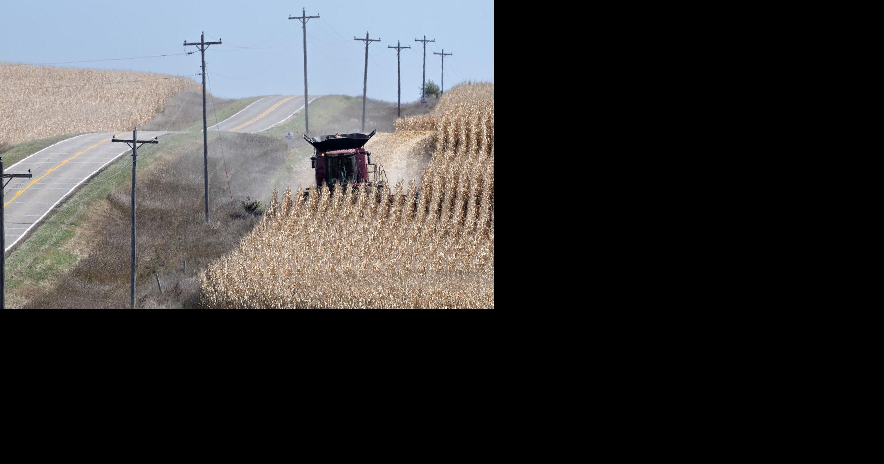Iowa farmers warn of losses over Mexican GMO corn ban