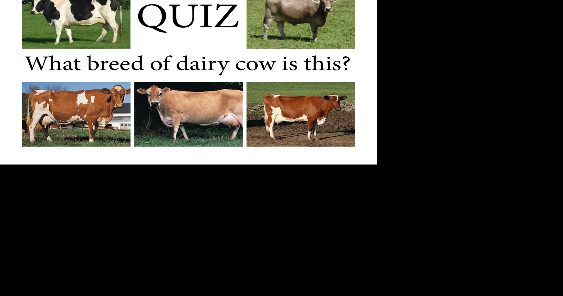 Quiz: What breed of dairy cow is this?