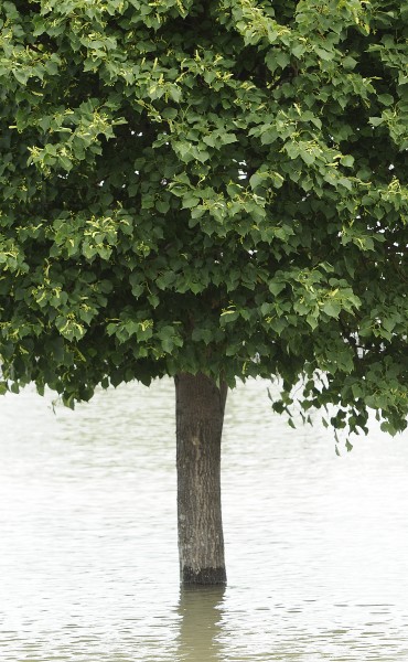 Prolonged flooding puts trees at risk | A1 | siouxcityjournal.com