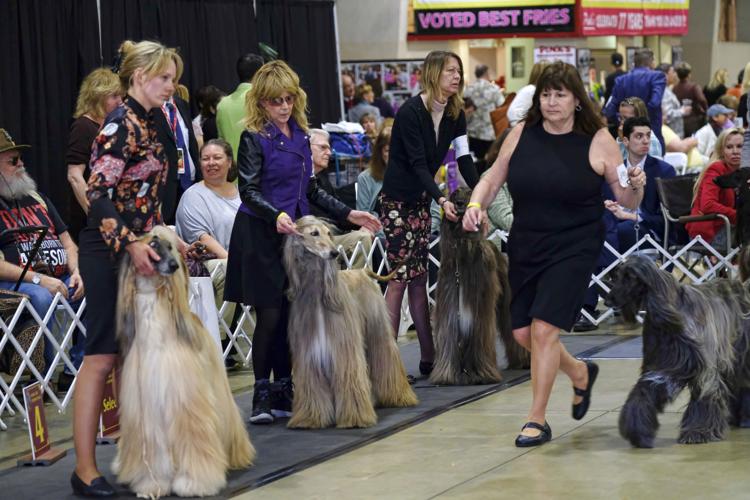 Photos: Behind the scenes at the 'Beverly Hills Dog Show'