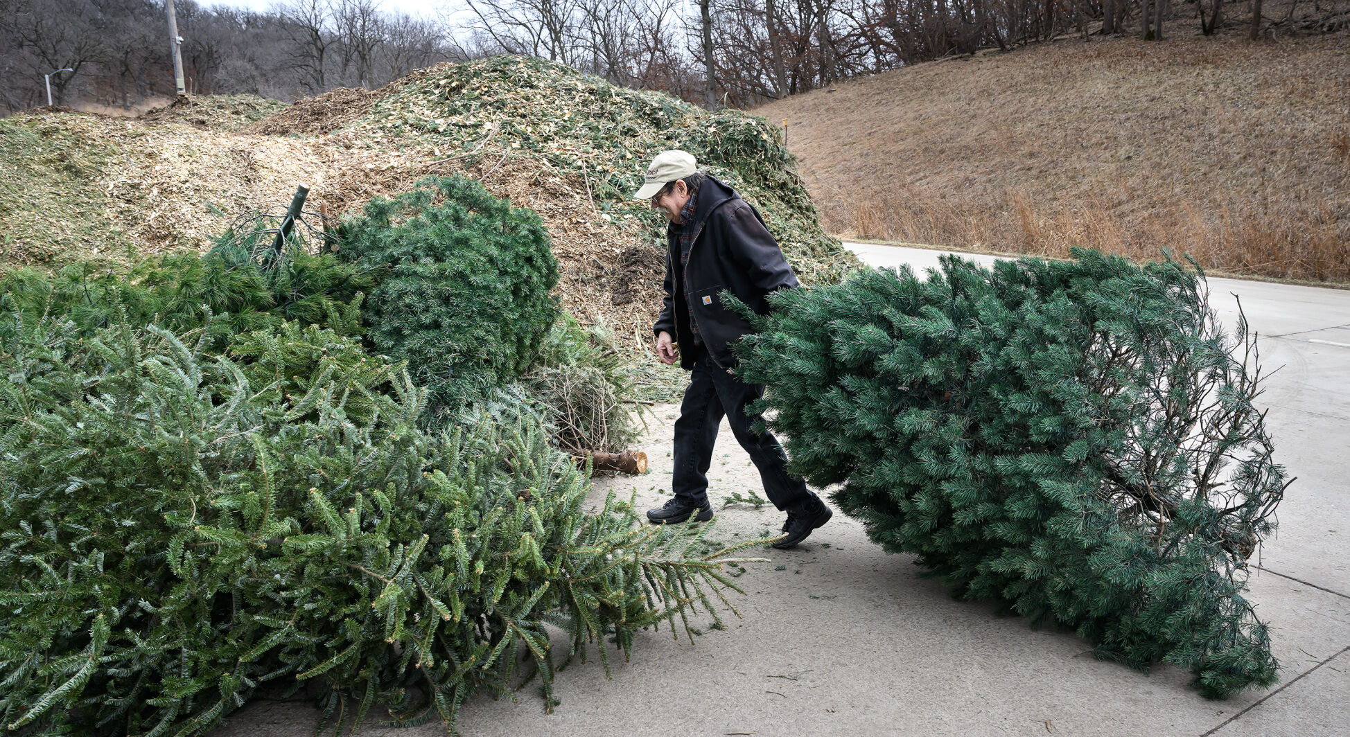 Old Christmas trees become welcome gift to environment