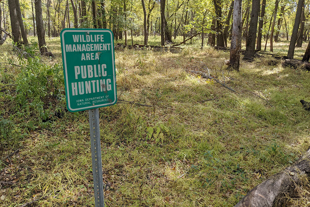 Alleged Iowa tree thief claims refuge in English charter