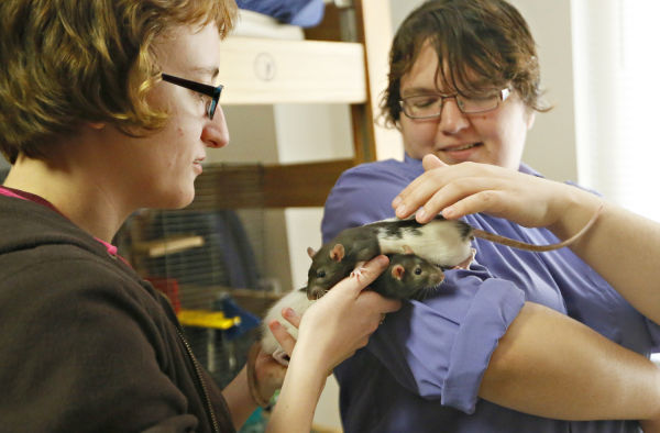Rats provide comfort for college student with depression
