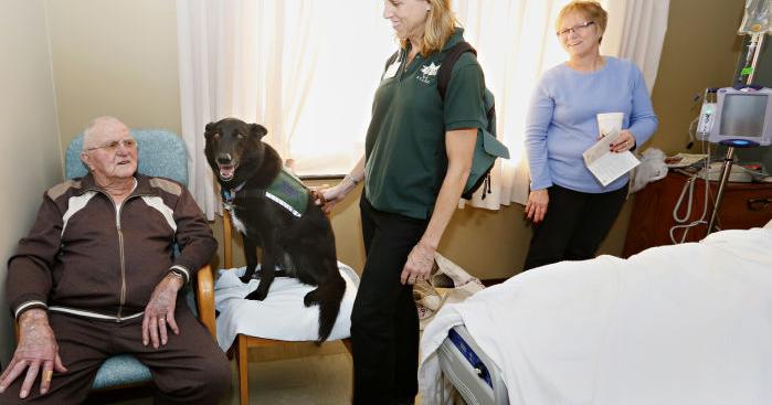 K-9 S.T.A.R.S. therapy dogs offer respite for hospital patients