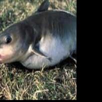 Let's make the channel catfish Iowa's state fish