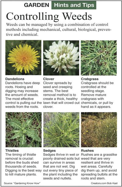 Clover control method depends on life cycle of the weed