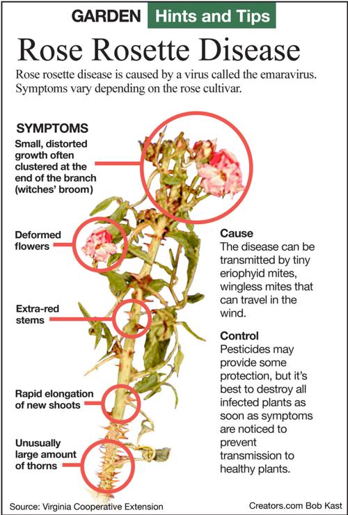 Getting rid of rose rosette | Siouxland Homes | siouxcityjournal.com