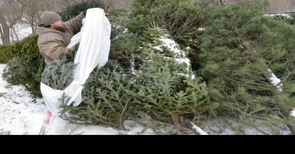 Dorothy Pecaut Nature Center now collecting undecorated trees