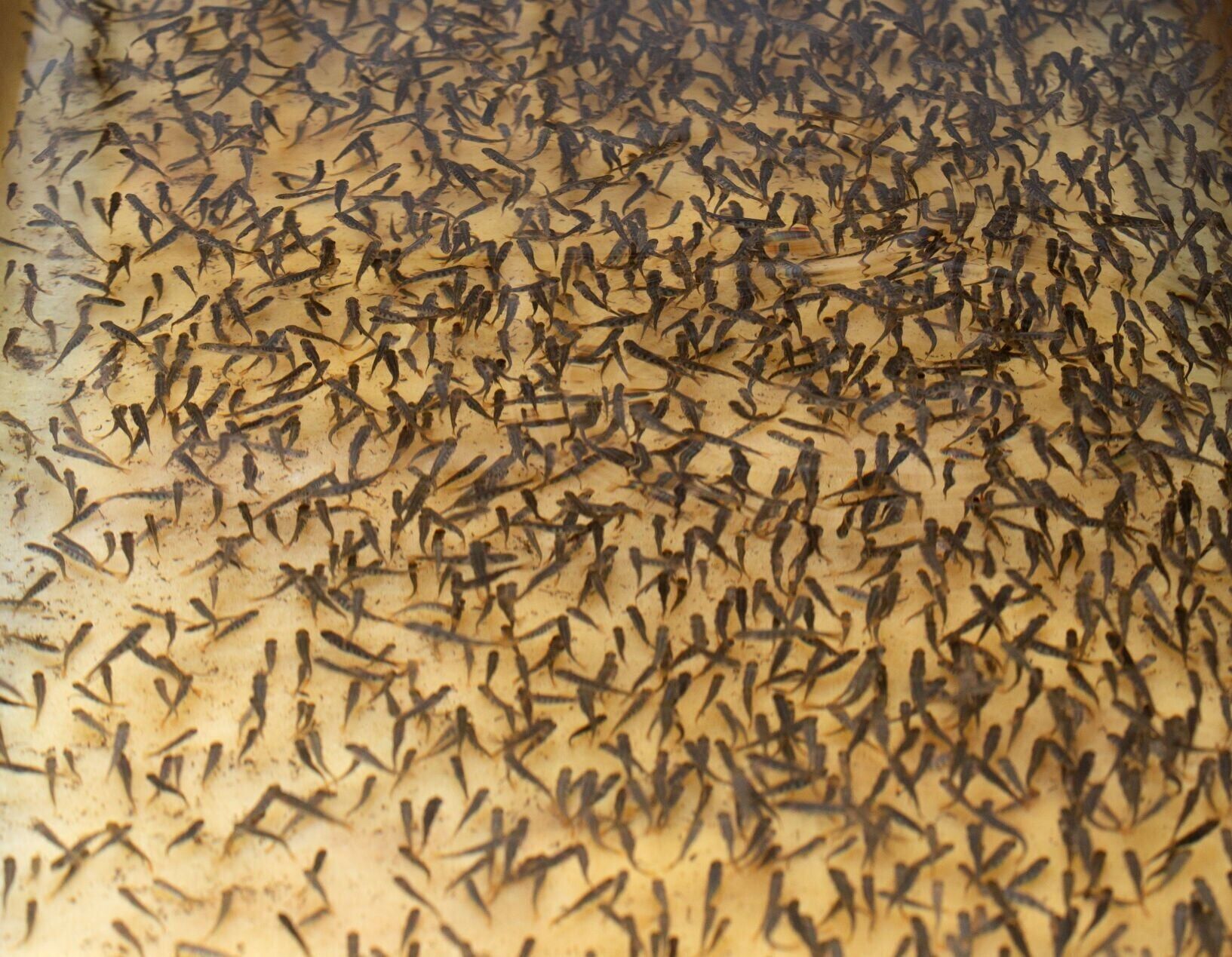 Flatwater Free Press: Nebraska fish and shrimp farmers swim against ...
