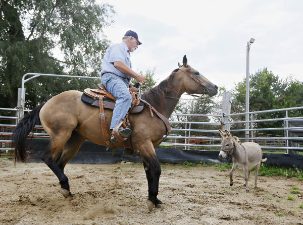 Ranch sorting champions keep practicing the sport