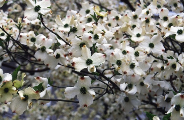 Small accent trees pack a big punch