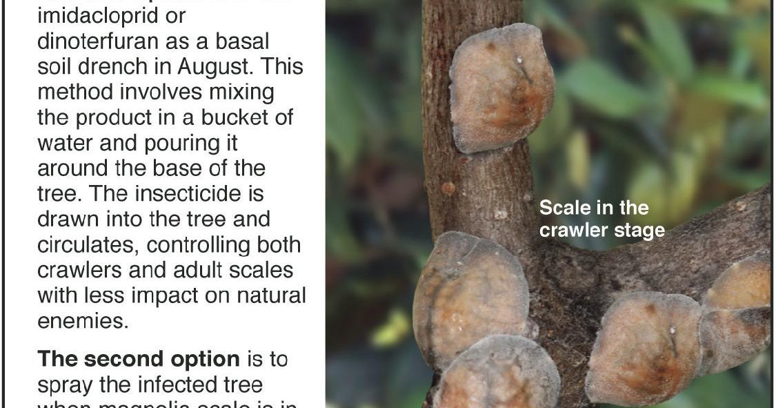 Magnolia scale can be fixed with insecticide
