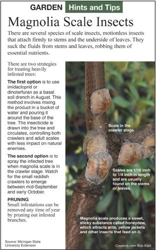 Magnolia scale can be fixed with insecticide