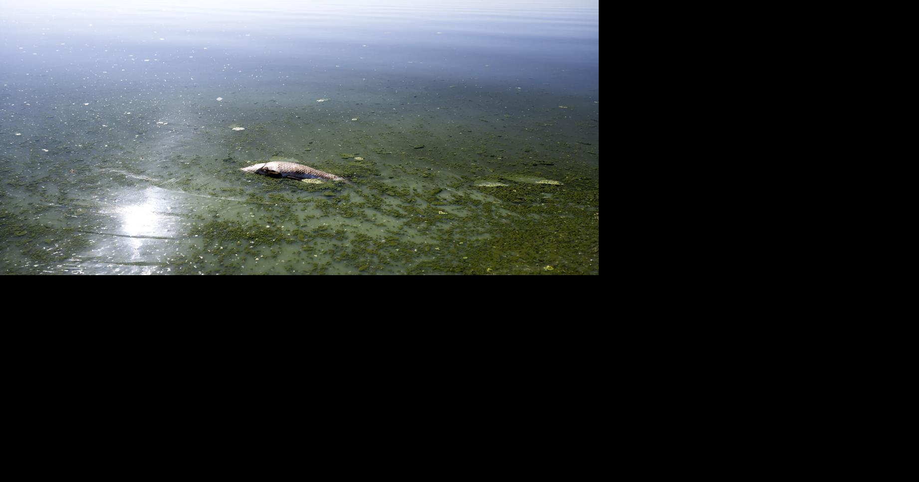 Iowa DNR biologists say Storm Lake carp die-off likely won't have a ...