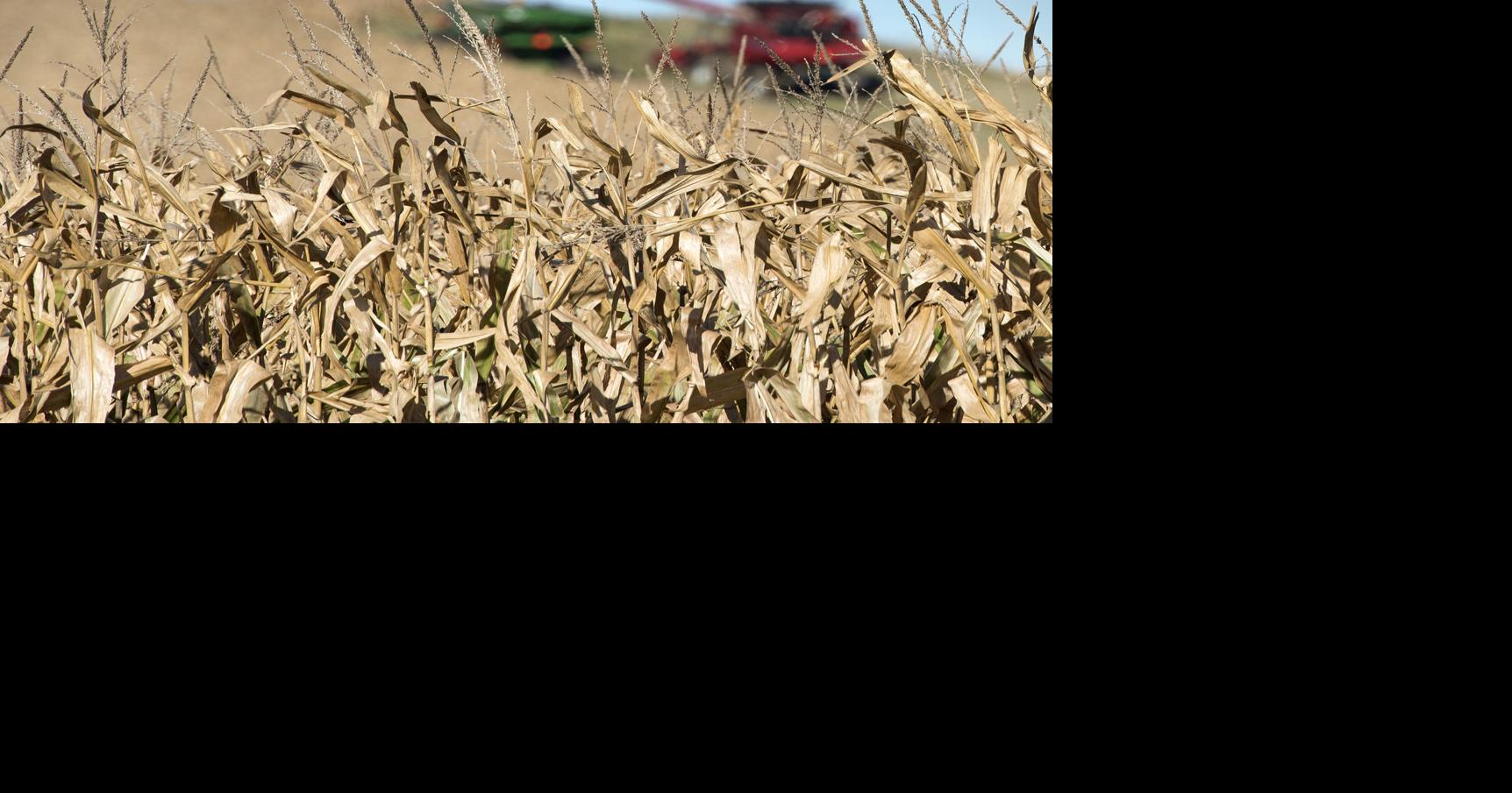 Harvest rolls where it can