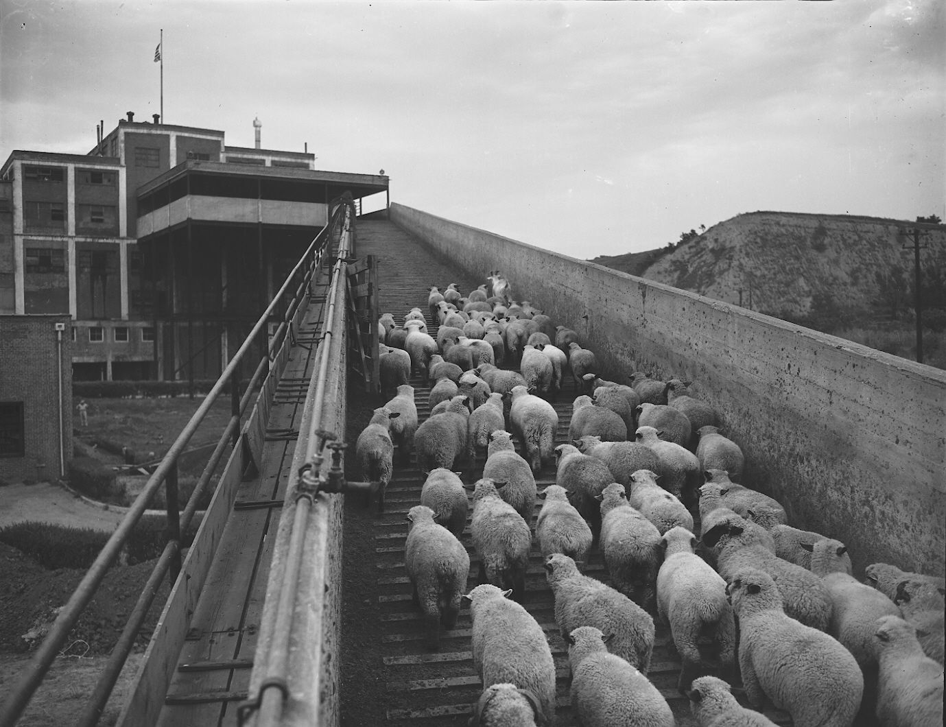 Untold story of the Sioux City Stockyards: Judas goats