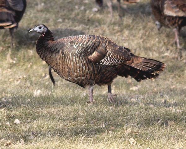 MYHRE: Spring turkey hunting proves most popular