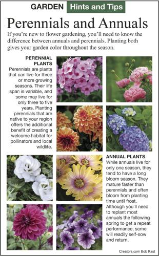 What's the difference between annuals, biennials or perennials?