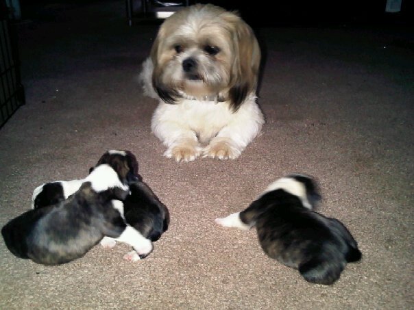 Wiggles the shih tzu a proud papa
