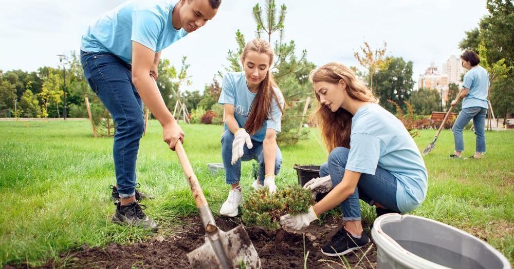 DNR offering trees at discount