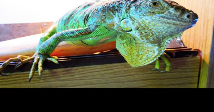 Reptiles get a second chance at Hinton-based rescue
