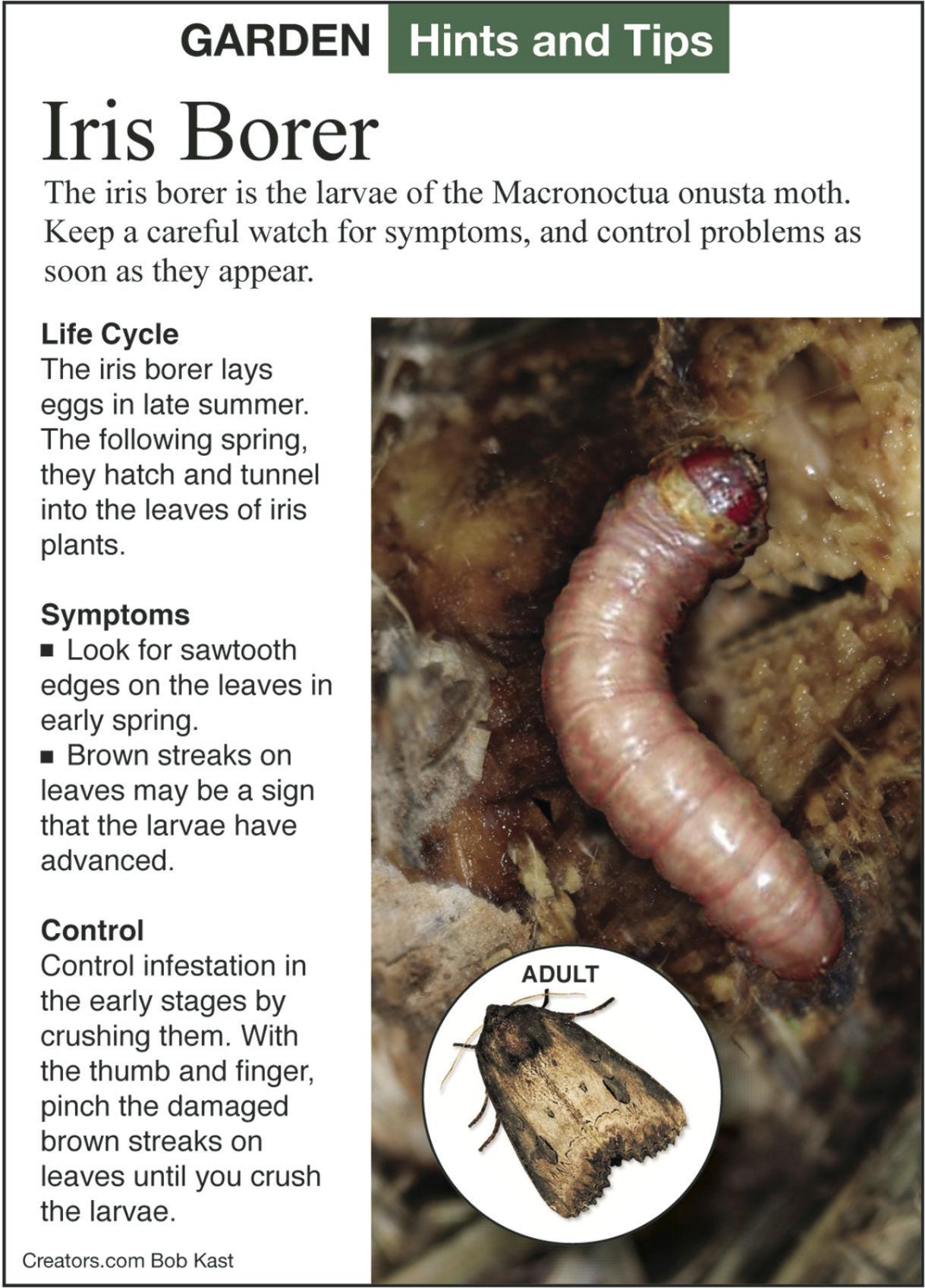 Now is the time to divide irises, look for iris borer