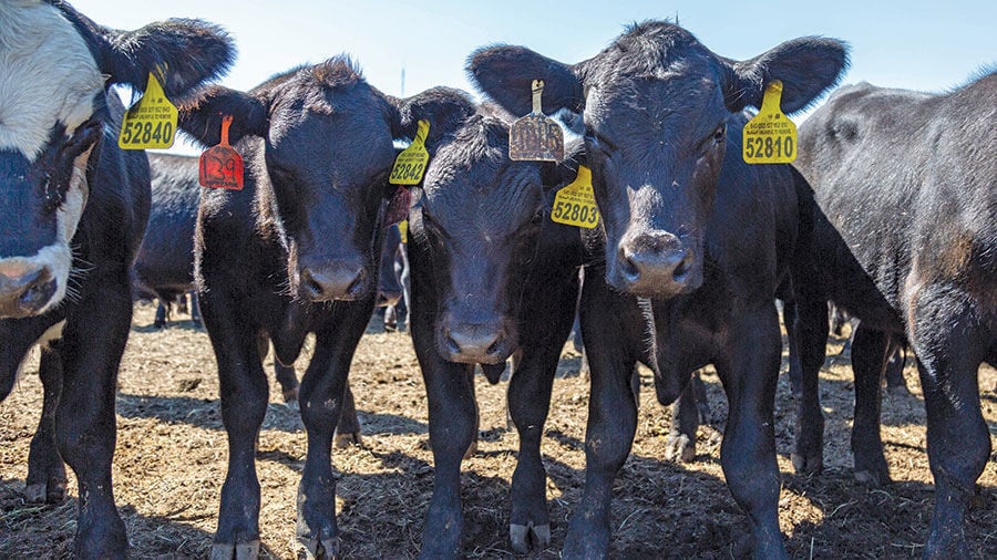 Tyson puts support behind national cattle disease traceability systems