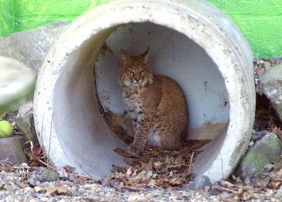 Iowa opens 6 counties to bobcat hunting