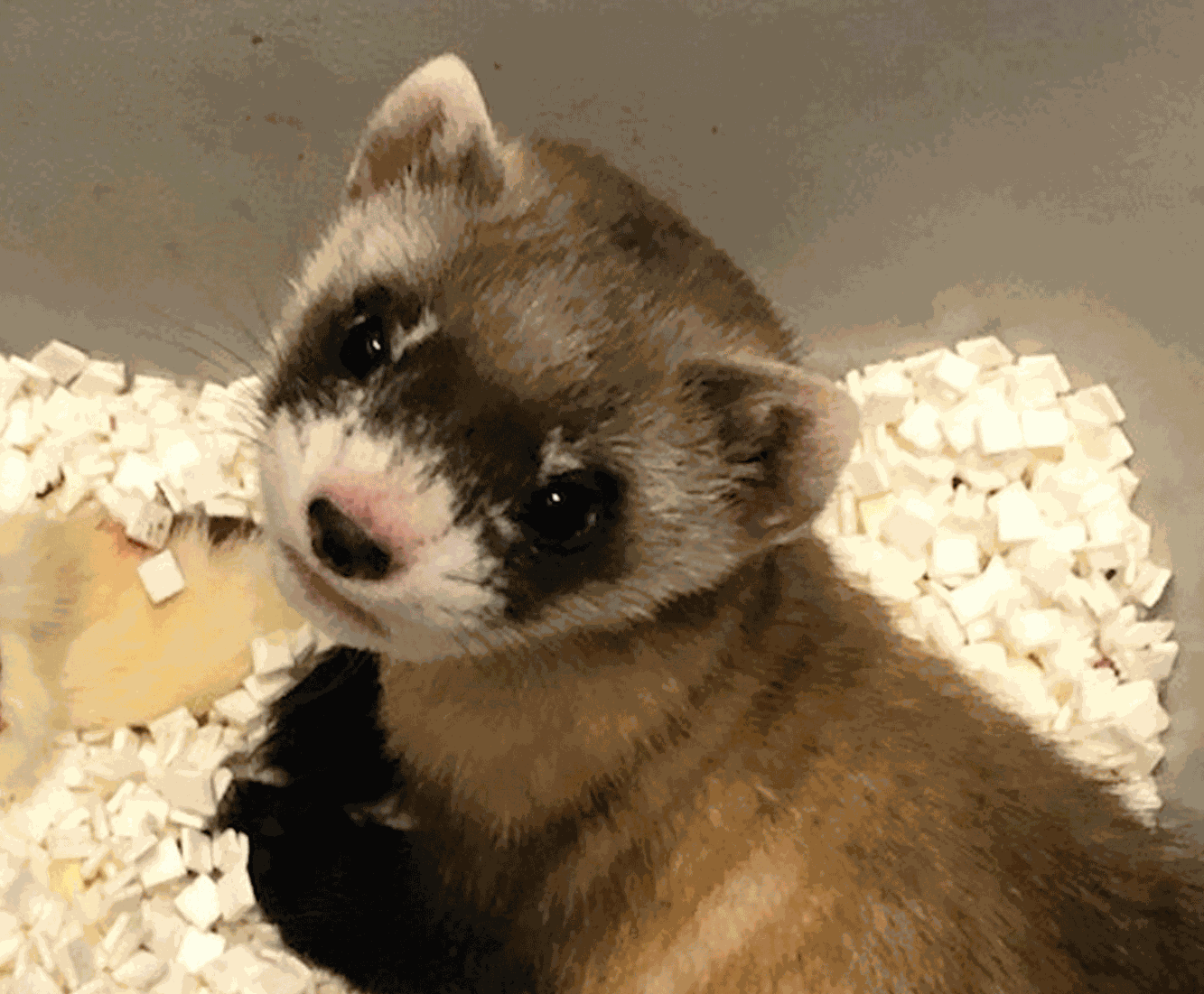 Meet ferret Elizabeth Ann, 1st clone of US endangered species