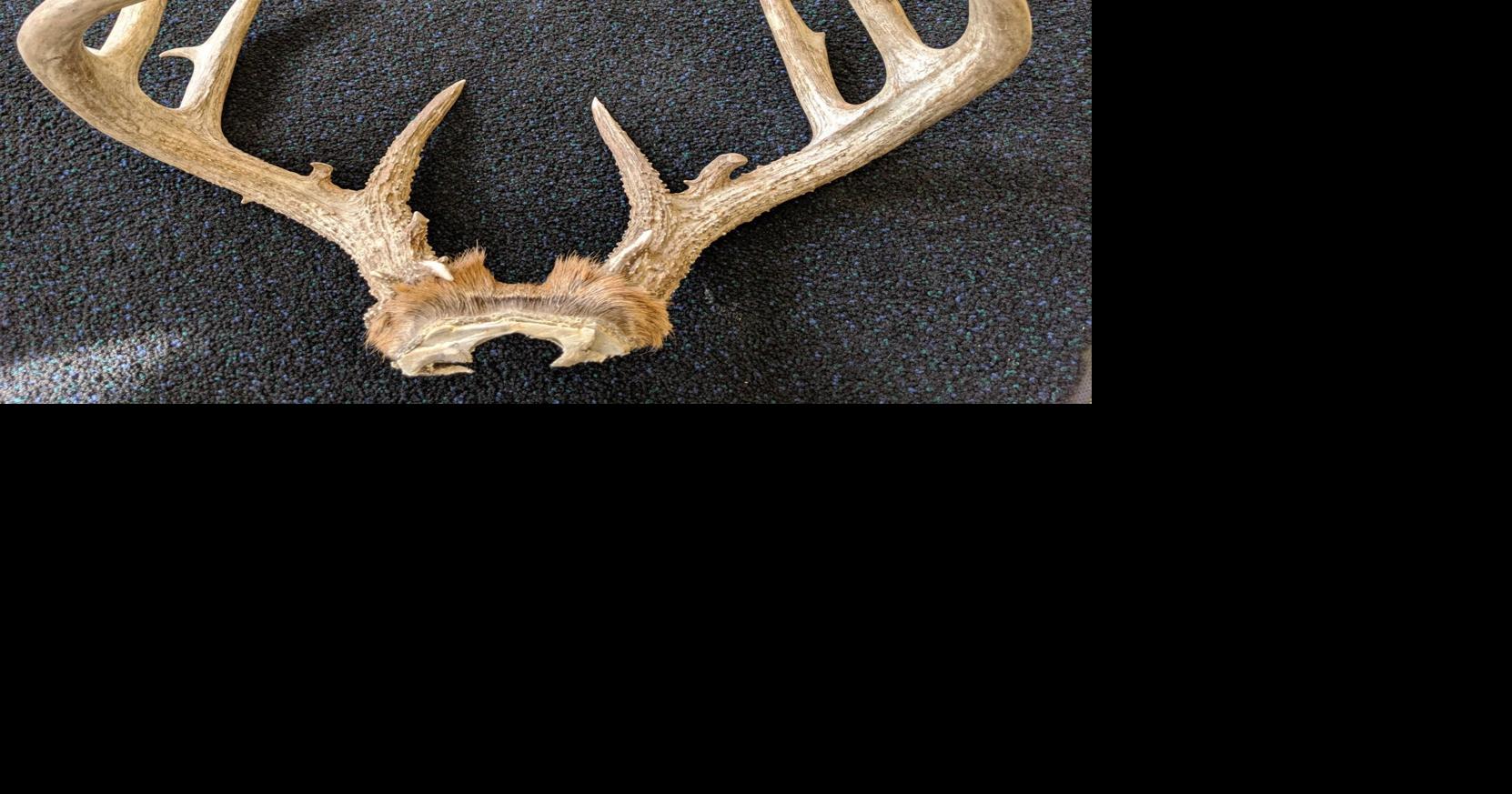 Bring in your rack for Antler Scoring