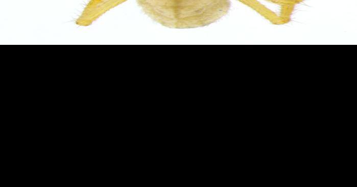 New spider named for Pierre area