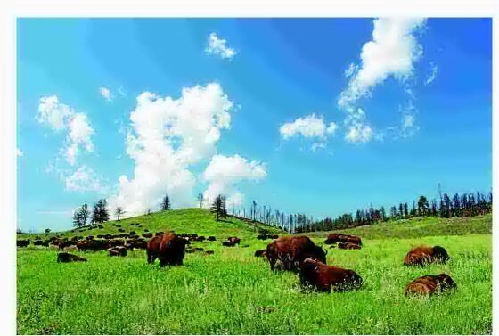 WHERE THE BUFFALO ROAM