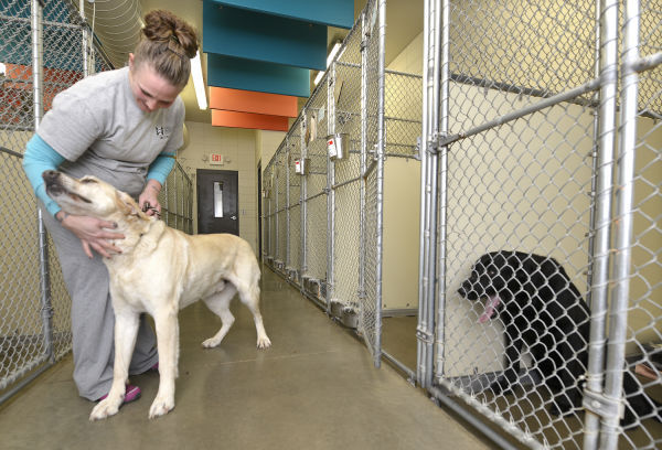 More Siouxland pets finding 'forever homes'