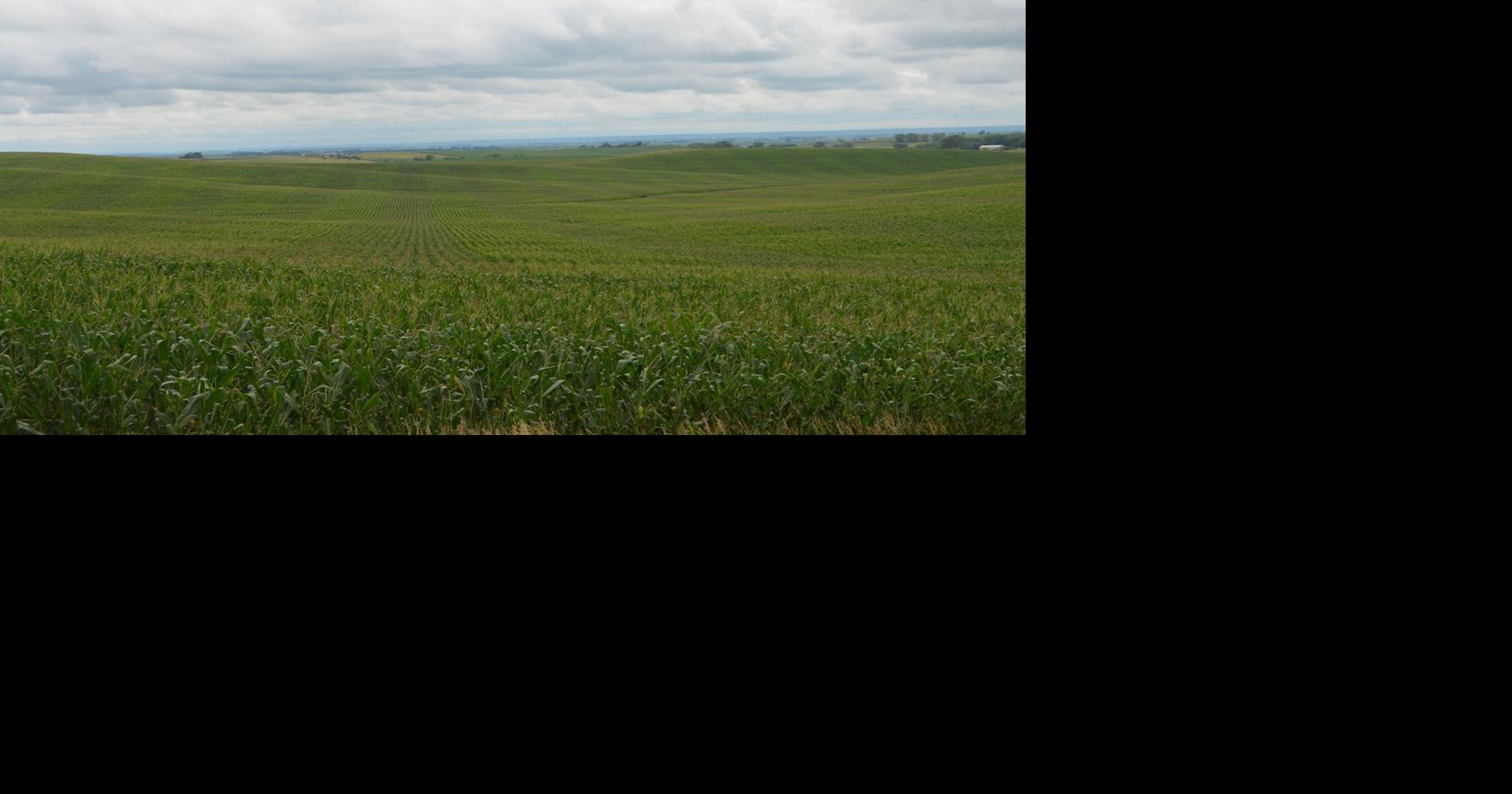 Most of Iowa's crops considered 'good' after dry spell