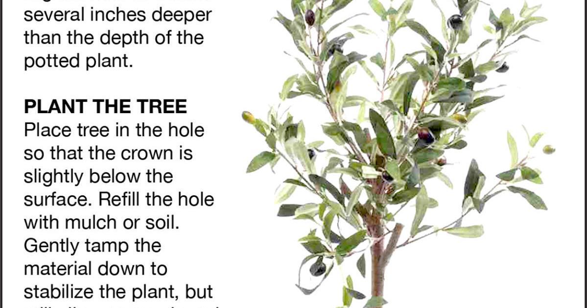 Protecting unplanted trees