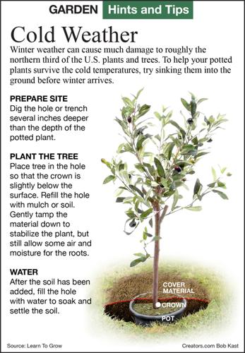 Protecting unplanted trees