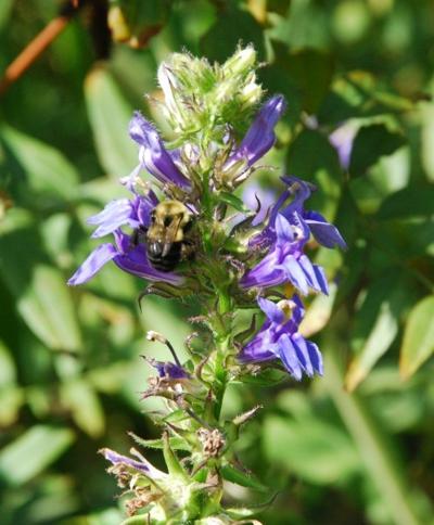 Lobelia offers splash of blue in fall