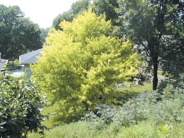 Iron chlorosis can cause maple trees to turn yellow