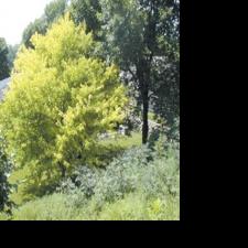 Iron chlorosis can cause maple trees to turn yellow