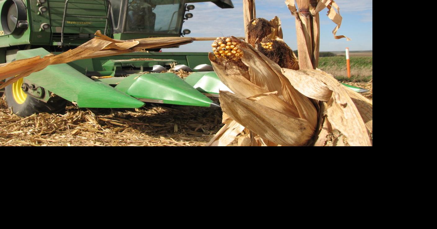 Farmers reaping bin-buster harvest of corn, beans