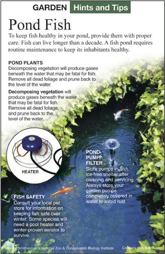 Many potential causes exist for koi pond fish kill