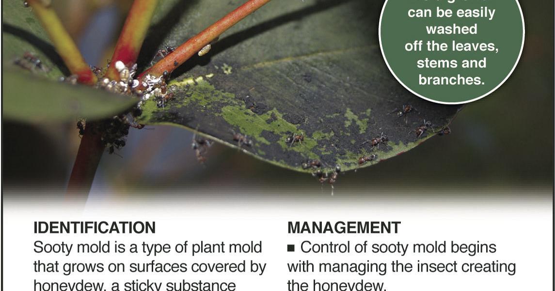 Use soapy water to wash off plants with sooty mold