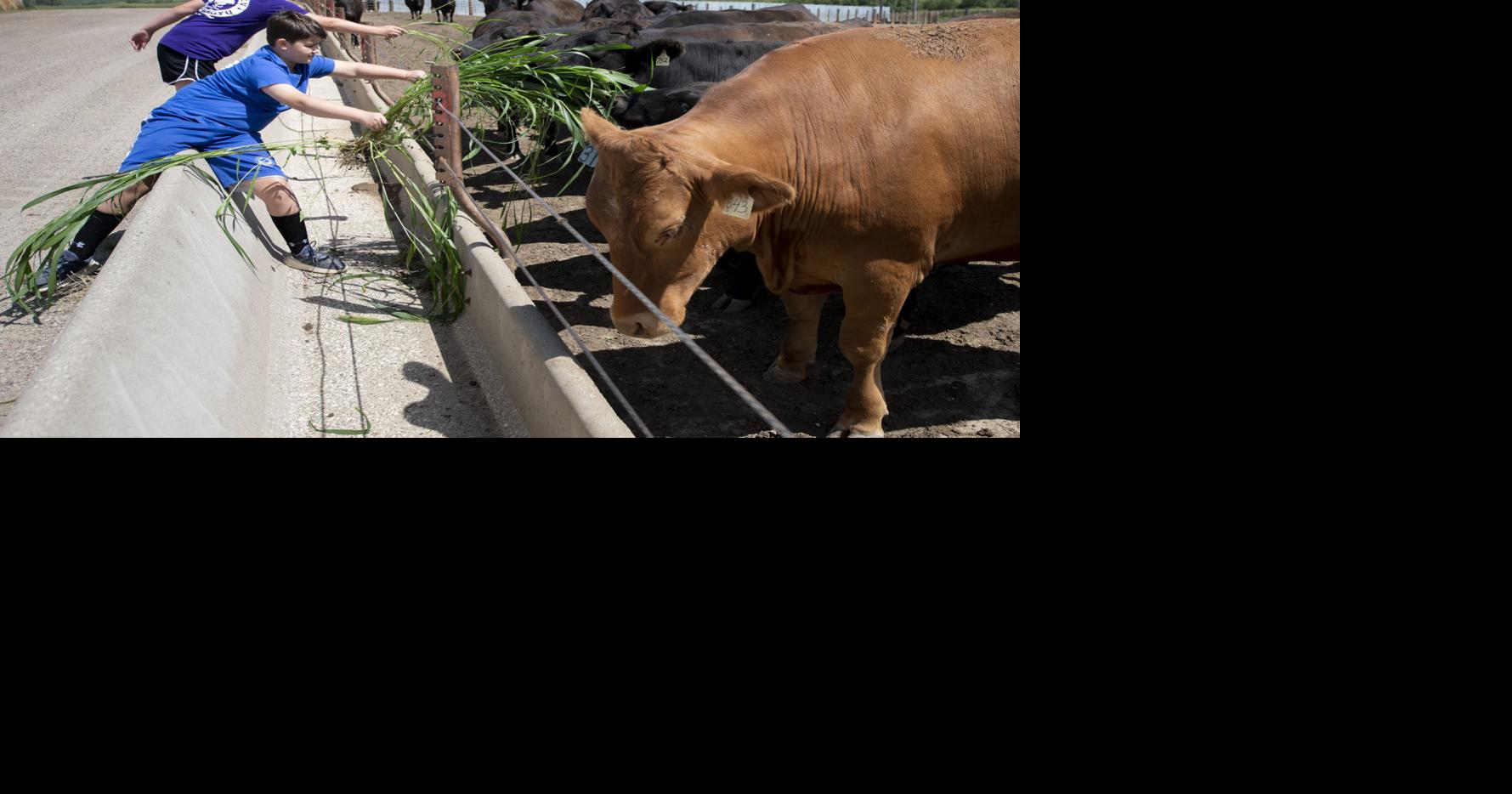 Wagyu cattle farmers in Anthon turn to online sales
